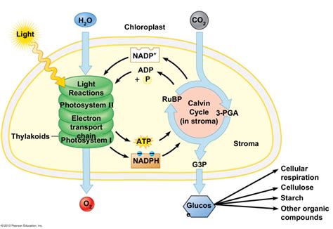 Bio 101 Ch 5 Photosynthesis Diagram Quizlet
