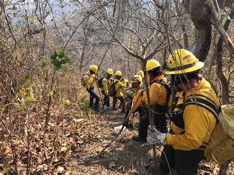 Conafor Reporta 57 Incendios Forestales Activos En 16 Estados Del País
