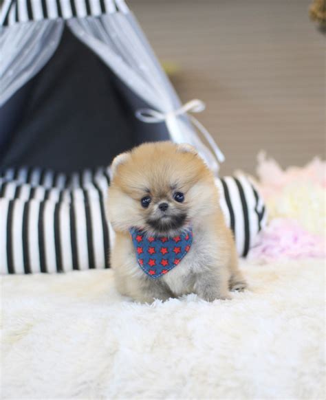 아담스펫 포메라니안분양포메분양포메라이언분양