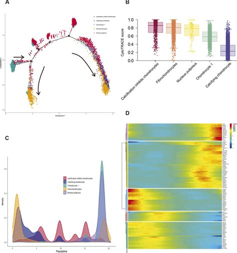 Monocle Pseudo Time Trajectory A Monocle Pseudo Time Trajectory