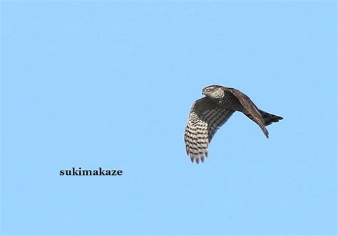 メス ハイタカ 3 里山の鳥たち