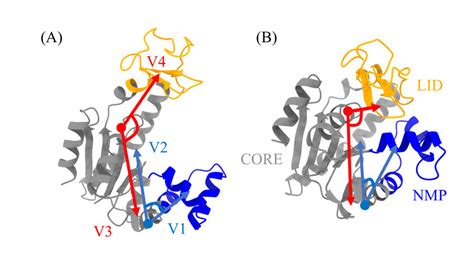 Protein Structures Of Adk In A Open State And B Closed State The