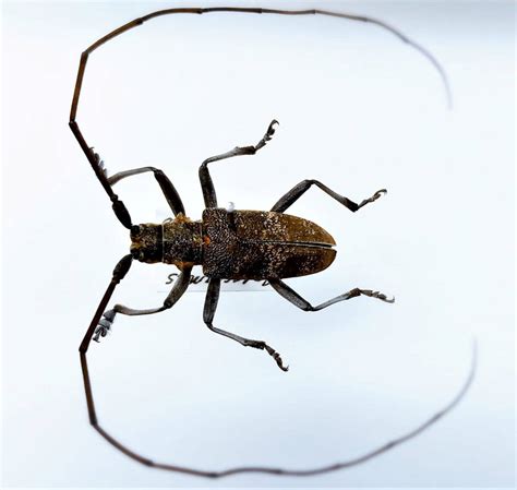 Reassessing The Threat Posed By Pine Wood Nematode To Uk Forestry Centre For Forest Protection