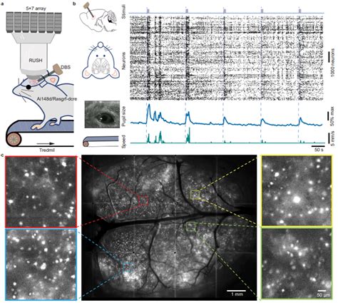 Nat Commun 2024 Mesoscale Neuronal Granular Trial Variability In Vivo