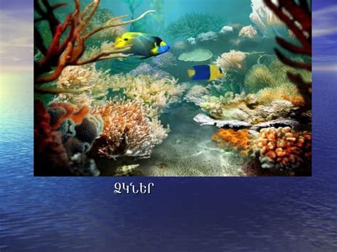 ձկներ Ppt