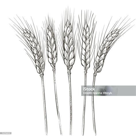 밀의 귀 보리 시리얼 수확 스파이크 곡물 옥수수 농업 유기농 농업 건강 식품 상징 베이커리 디자인 요소 벡터 일러스트 레이 션 개체 그룹에 대한 스톡 벡터 아트 및 기타