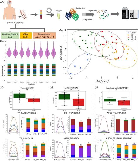 Validation Of Proteins Using Mrm Assay To Understand The Segregation Of Download Scientific