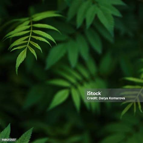 Sorbaria Sorbifolia 관목의 나뭇잎 녹색 배경 복사 공간이 있는 자연의 식물 고화질 사진 0명에 대한 스톡 사진 및 기타 이미지 Istock