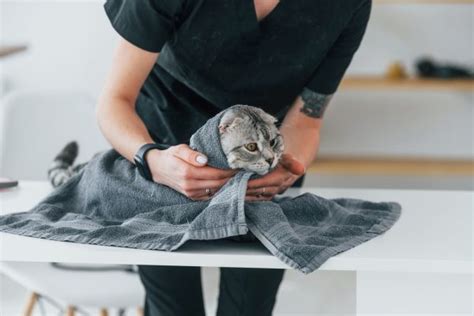 How To Clean A Cat S Butt Vet Approved Step By Step Guide Catster
