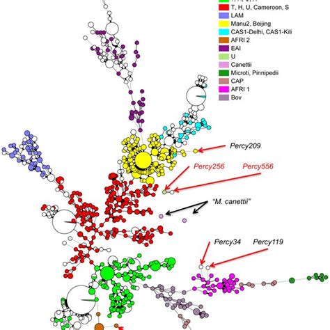 Minimum Spanning Tree Representation Of The Clustering Of 435 Isolates