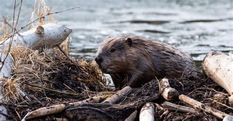 Beaver Dam Vs Muskrat Lodge Which Structure Is In Your Pond A Z