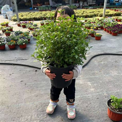 小木槿盆栽木本植物花期长耐热耐寒花苗盆栽花卉带花苞 虎窝淘