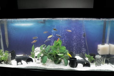 New 55 Gallon Cichlid Tank Cichlid Fish Forum