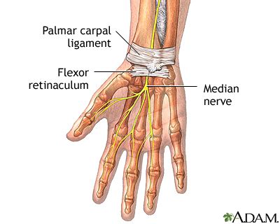 The Wrist Anatomy