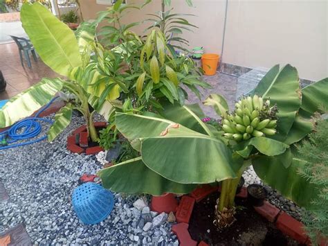 ต้นกล้วยหอมแคระ สวนเจริญ พันธุ์กล้วยหอมทอง กล้วยน้ำว้า