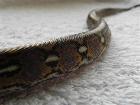 reticulated python enigma reptiles