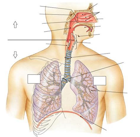 Anatomy Respiratory System Diagram The Respiratory System An
