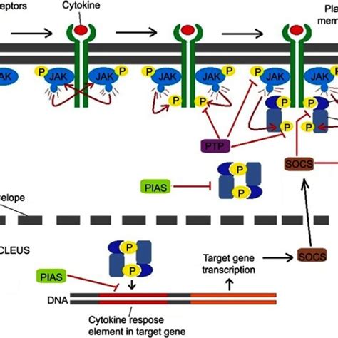 Pdf Negative Regulators Of Stat3 Signaling Pathway In Cancers