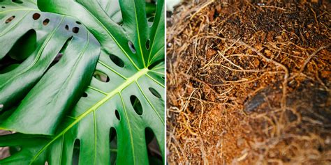 To Repot Or Not To Repot That Is The Question Soil Ninja