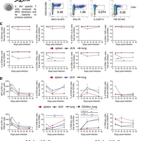 Single Ifn‐γ⁺ Cd4 And Cd8 T Cells Are More Likely To Be In Cell Cycle 9 Download Scientific