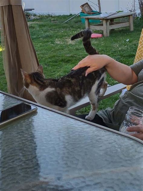One Not My Cat Turned Into Six Now My Cats 😅 Rnotmycat
