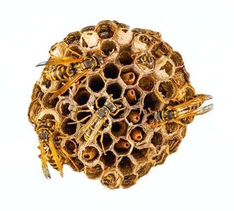 Wasp Nest Removal Pest In Control