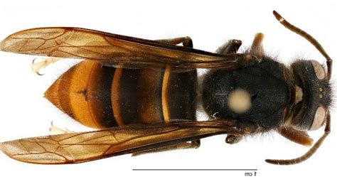Invasive Yellow Legged Hornet Has Been Spotted In Us For First Time Npr