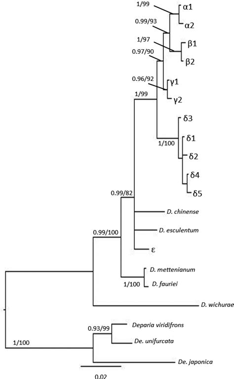 a a 50 majority consensus tree resulting from bayesian markov chain