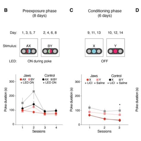 Retrosplenial Cortex Dependent Latent Learning Of Stimulus Stimulus Download Scientific Diagram