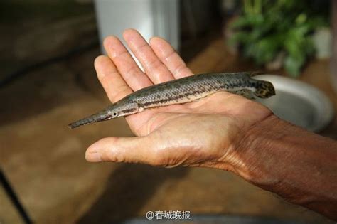 身如蛇、嘴似鱷！ 雲南村民撈到億年前猛魚「雀鱔」 Ettoday寵物雲 Ettoday新聞雲