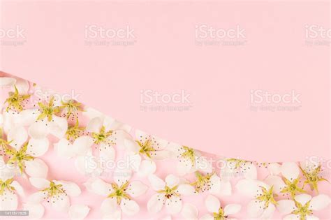 부드러운 꽃 핑크 추상 배경과 봄 부드러운 흰색 사과 나무 꽃 광고 디자인 인사말 카드 복사 공간을위한 파스텔 핑크에 텍스트 모형을위한 빈 기하학적 흔들림 평면 S 모양에