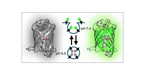 Rational Engineering Of An Improved Genetically Encoded Ph Sensor Based