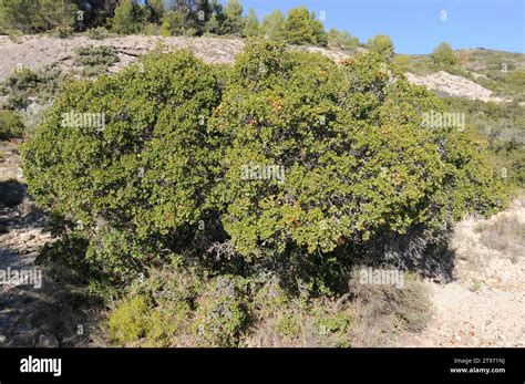 Kermes Oak Quercus Coccifera Is A Evergreen Shrub Native To