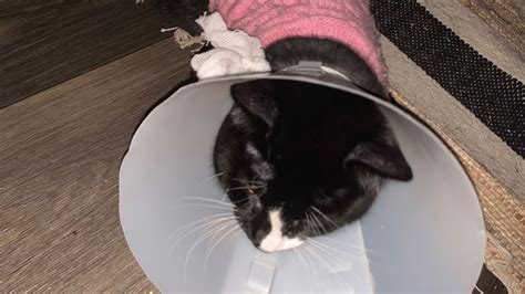 Fundraiser By Susie B Yaangs Tail Amputation