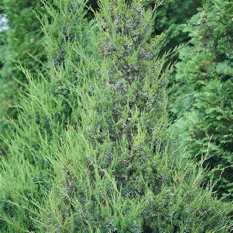 Juniperus Gin Fizz® Juniper Jackson And Perkins