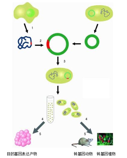 一步到位or从头开始GeneCopoeia基因克隆满足你所有想象 每日生物评论