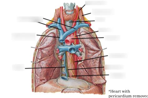 Contents Of Mediastinum Labeling Diagram Quizlet