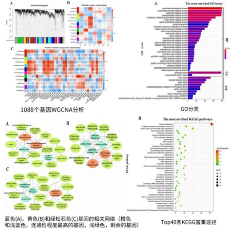 转录组代谢组联合分析 百迈客生物