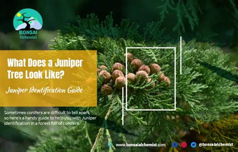 What Does A Juniper Tree Look Like Juniper Identification