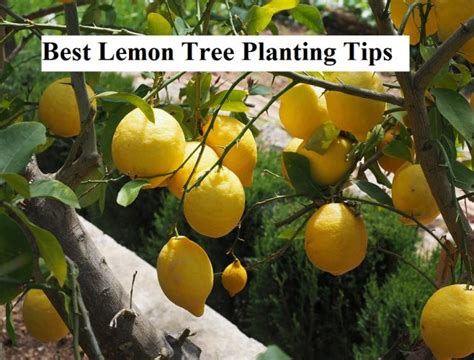 Best Lemon Tree Planting Tips GARDENS NURSERY