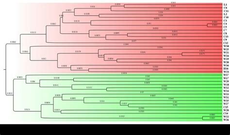 the upgma phylogenetic trees of 37 accessions based on 22 ssr markers