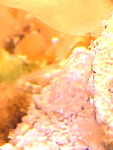 Weird Clear Blob What Is This Reef2reef