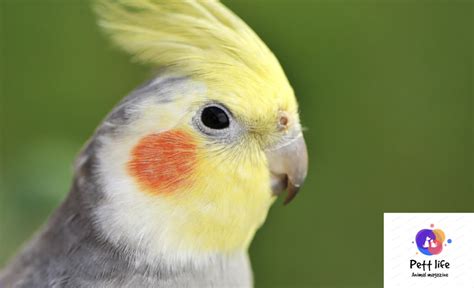 عروس هلندی زیبای با ارزش پت لایف