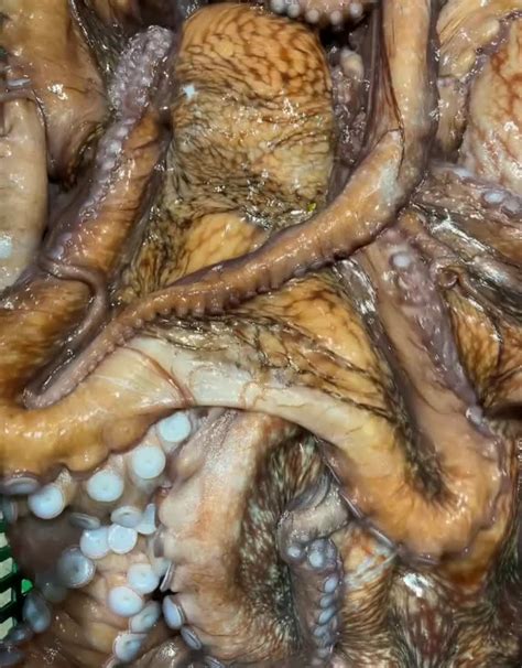 완판품절되었습니다 완판품절되었습니다 항상감사드립니다 항상감사드립니다 완판품절되었습 대흥수산 홍게연지홍게대게오징어독도새우박달대게문어 Band