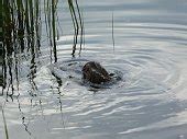 Ilmainen Kuva Siipikarjan Wildlife Lintu Luonto Vesilinnut Sorsia