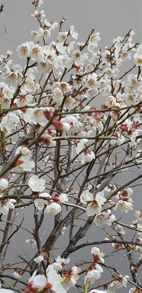 봄철 나무가지 치기 꿀팁 꿀팁 캐시피드