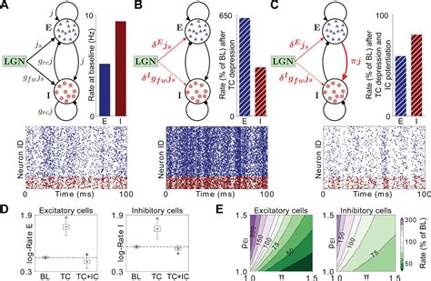 Figures And Data In Sensory Experience Inversely Regulates Feedforward And Feedback Excitation