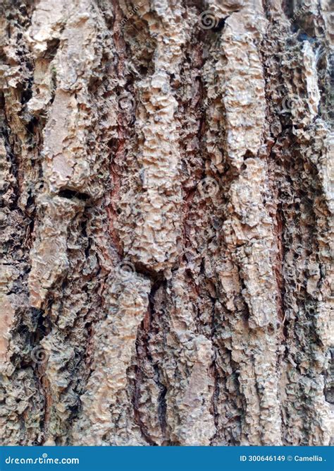 The Background Of The Bark Pattern Of The Tree Which Is Created By Nature Stock Image Image Of