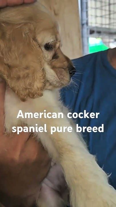 Amercan Cocker Spaniel Bulacanpetmarket Doglover Bocauepetmarket