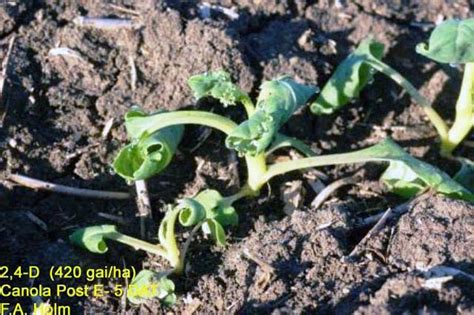 Herbicide Rotation And Residues Canola Encyclopedia